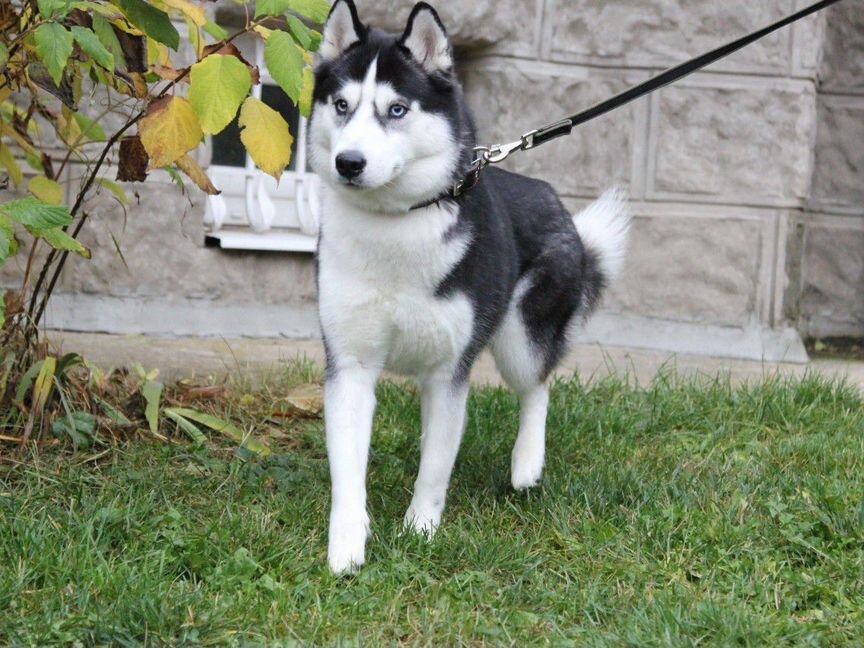Сибирский хаски