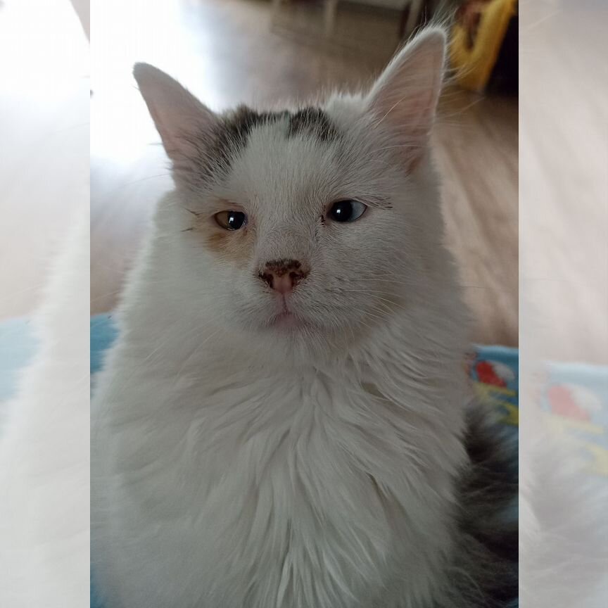 Сибирский котёнок