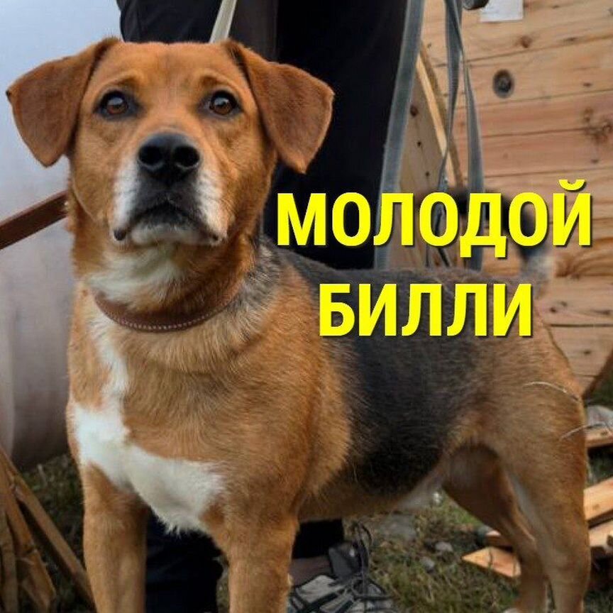 Взрослая собака в добрые руки