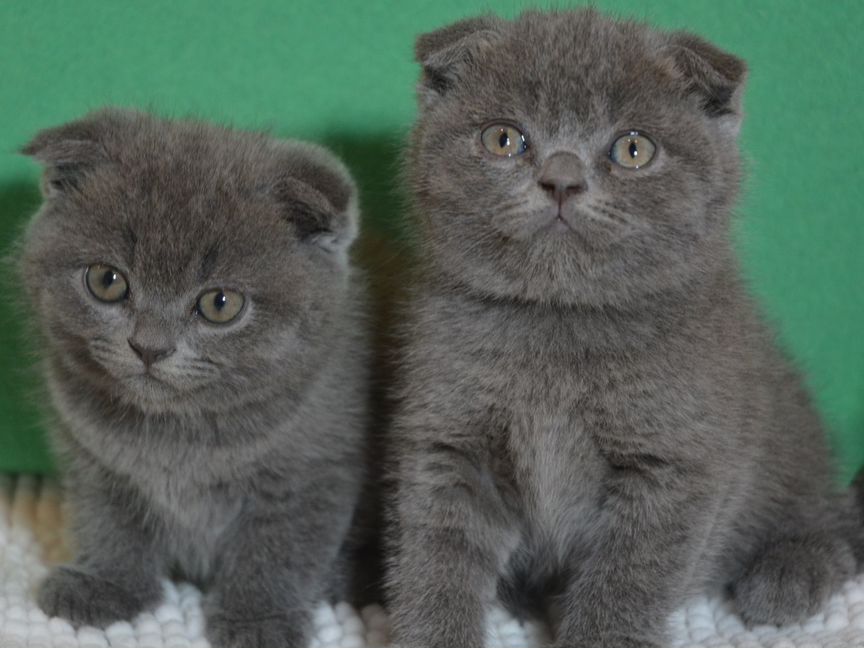 Вислоухий голубой кот