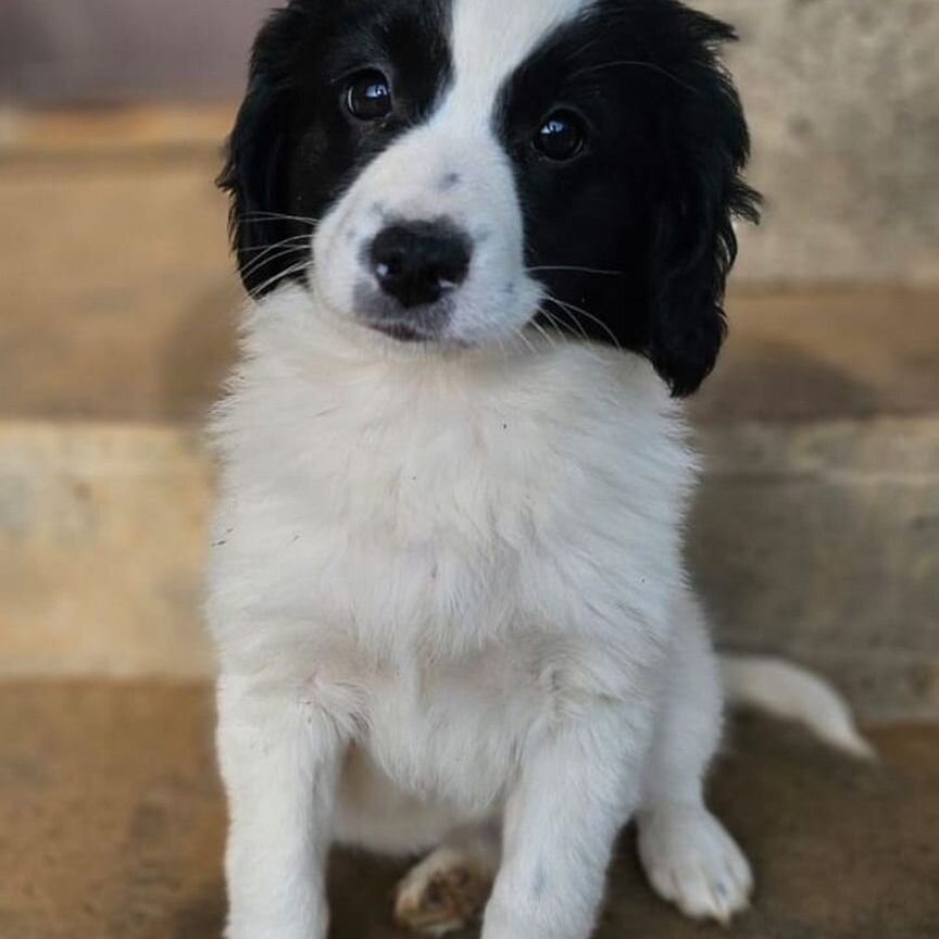 Щенки в добрые руки