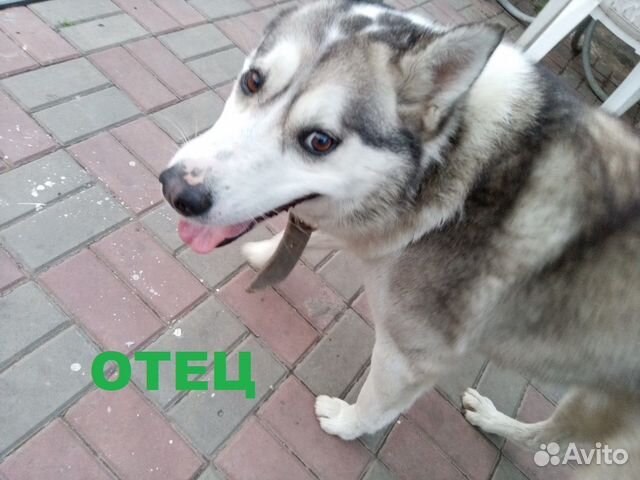 Щенки полухаски бесплатно