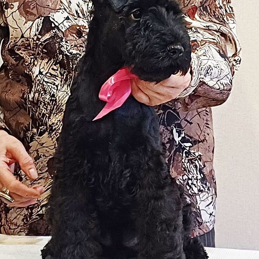 Керри блю терьер. Щенки. С чистыми ген.тестами. Ек