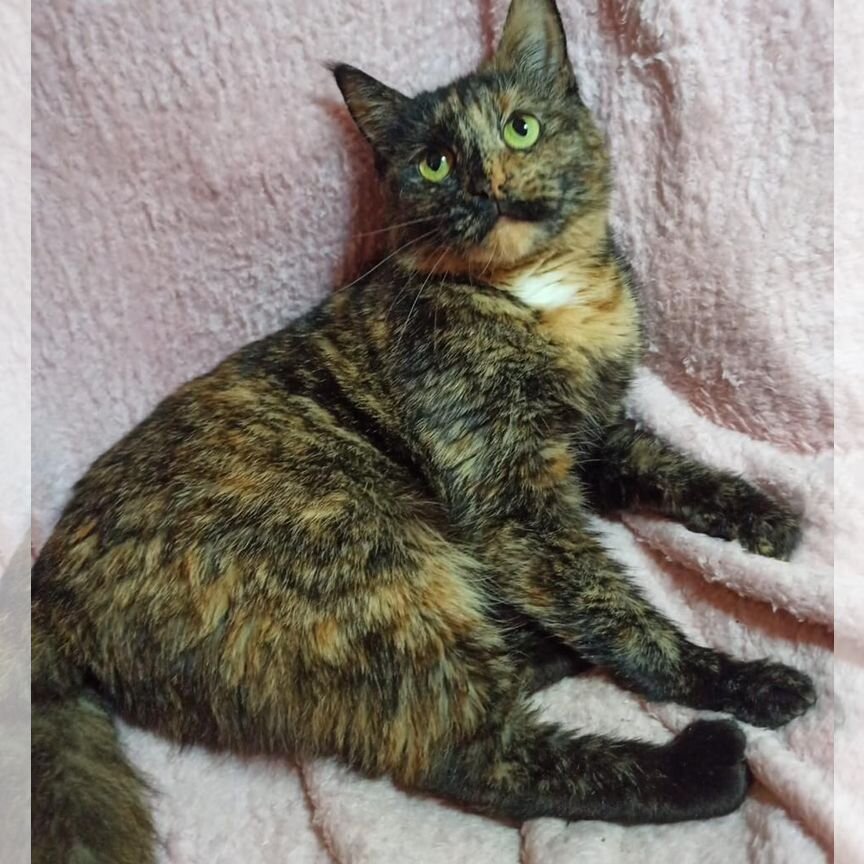 Кошечка Шерри