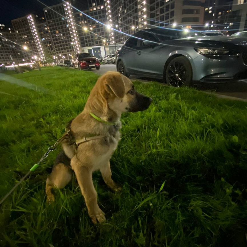 Отдам в добрые руки собачку