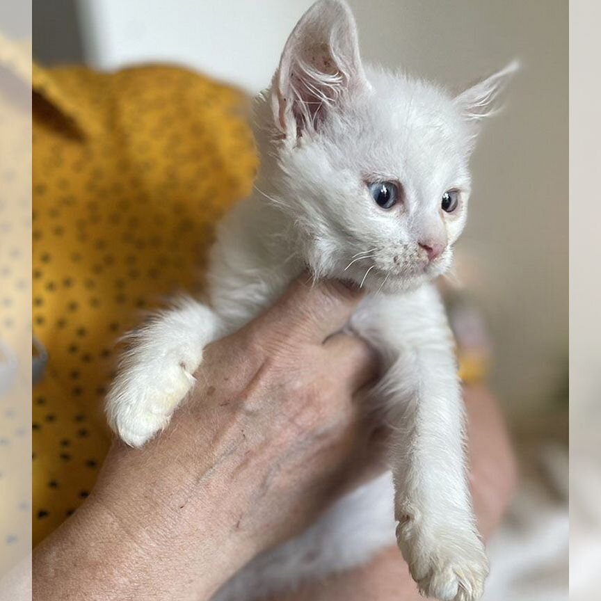 Шотландский кот