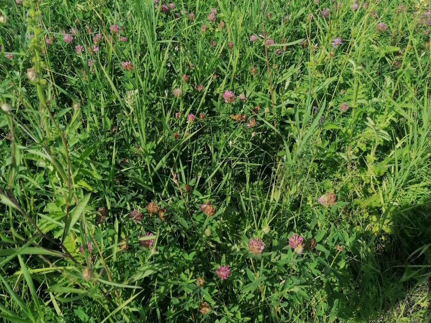 Сено солома