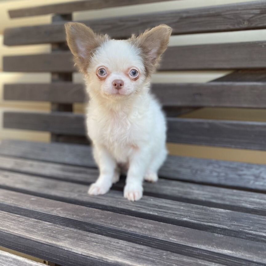 Чихуахуа нежный зефирчик