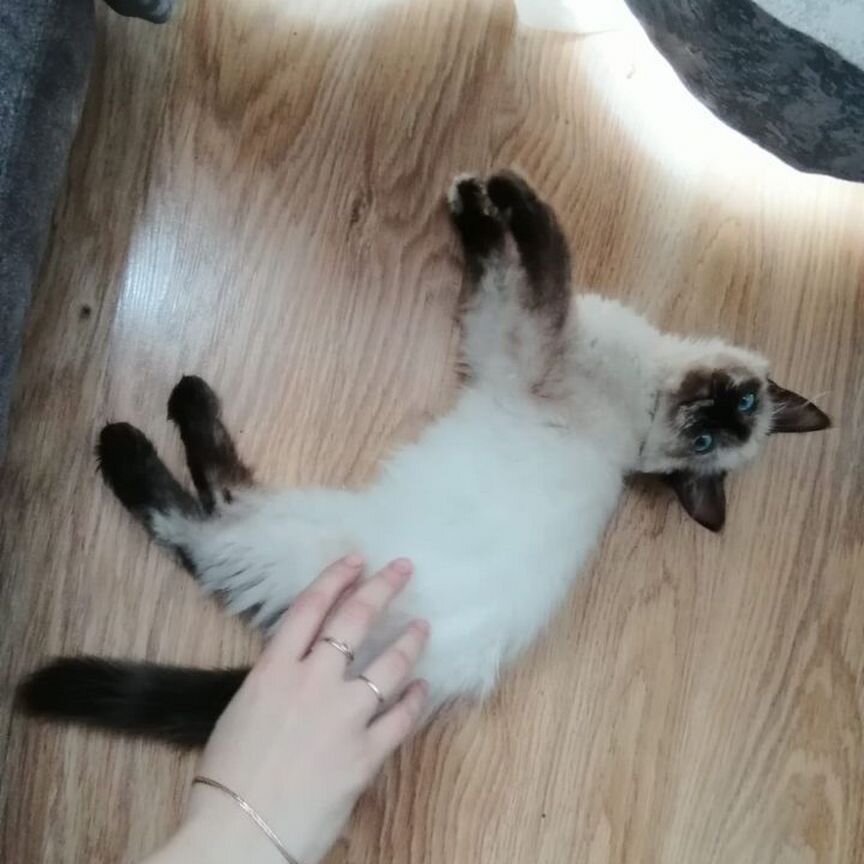 Отдам котенка в добрые руки