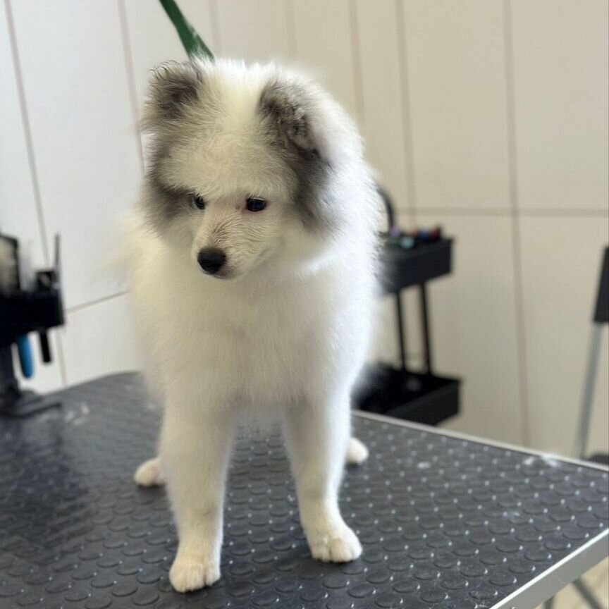 Померанский шпиц