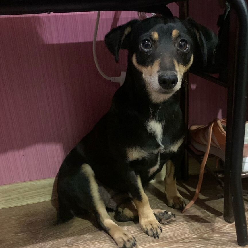 Маленькие собачки в добрые руки