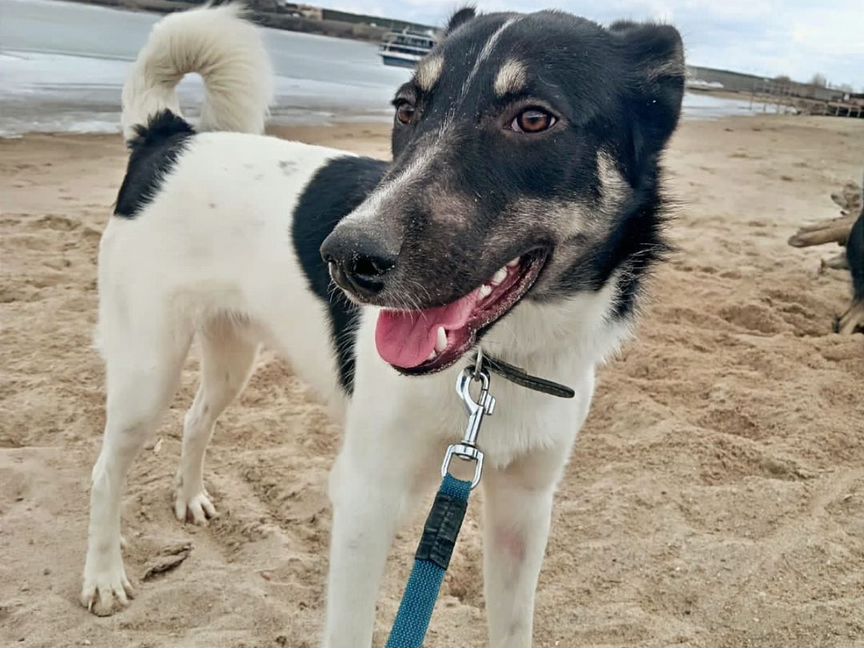 Молодой пёс Малыш ищет дом