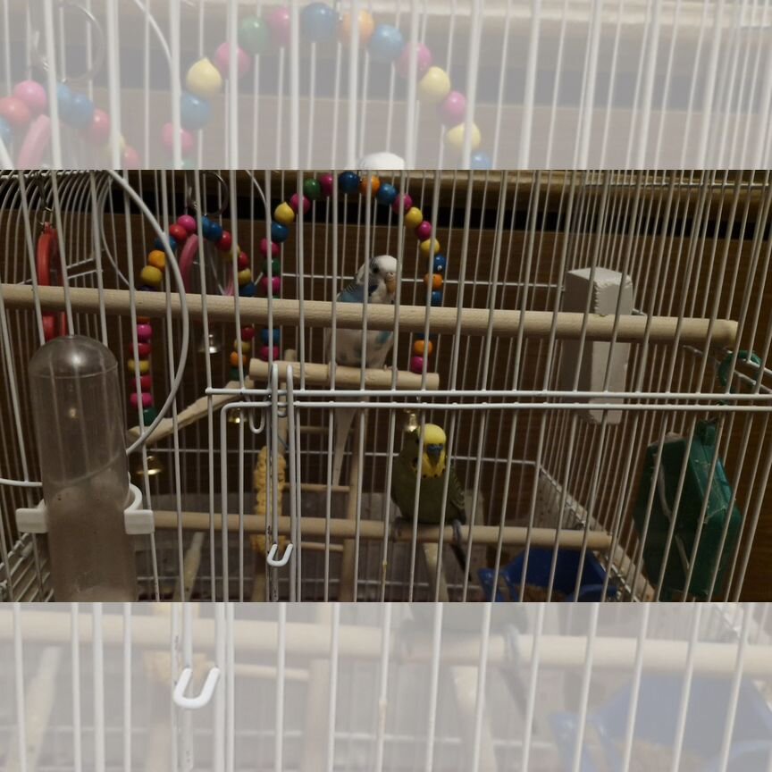 Волнистый попугай с клеткой