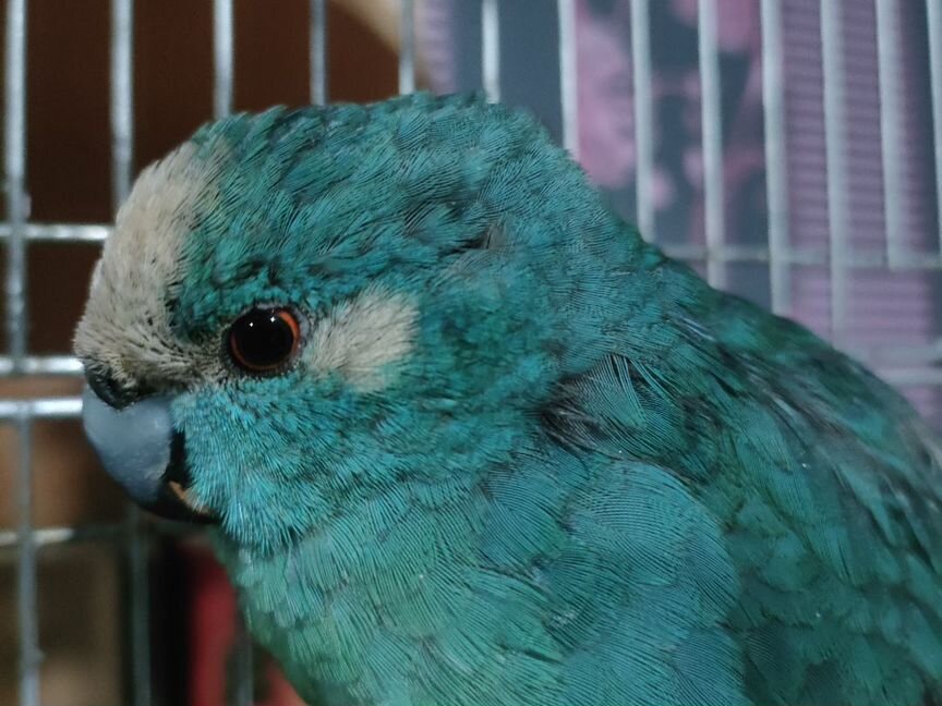 Какарики пара