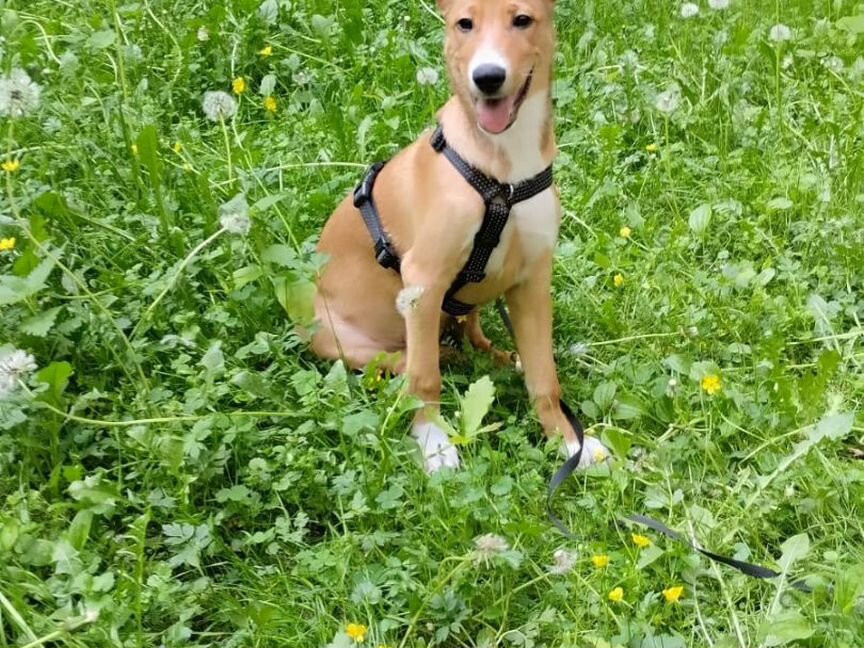 Маленькое солнышко ищет дом