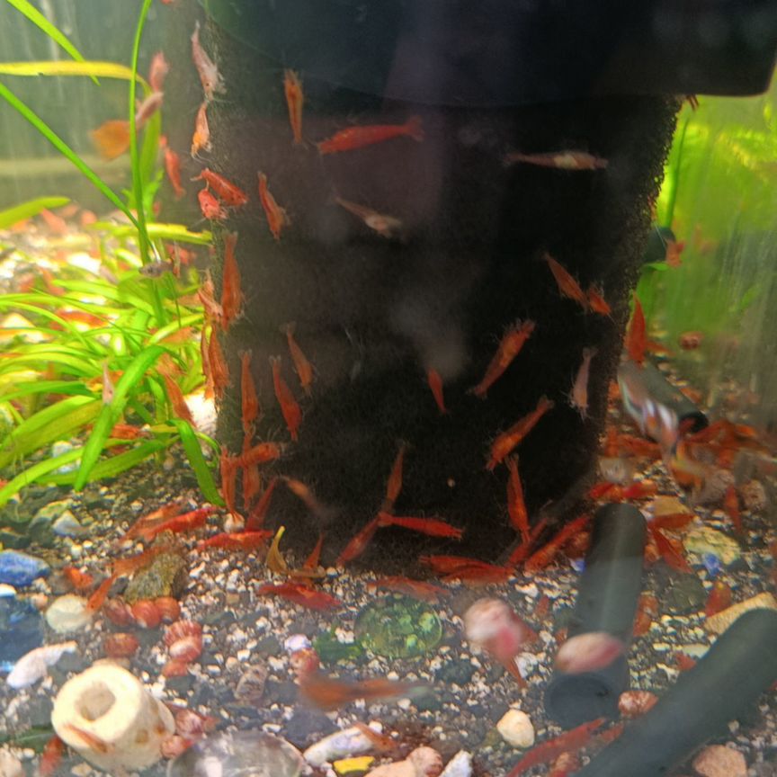 Аквариумные рыбки и креветки