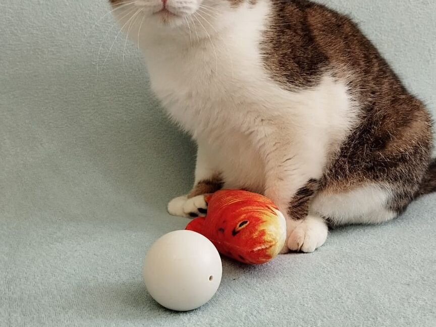 Кастрированный Шурик ищет дом