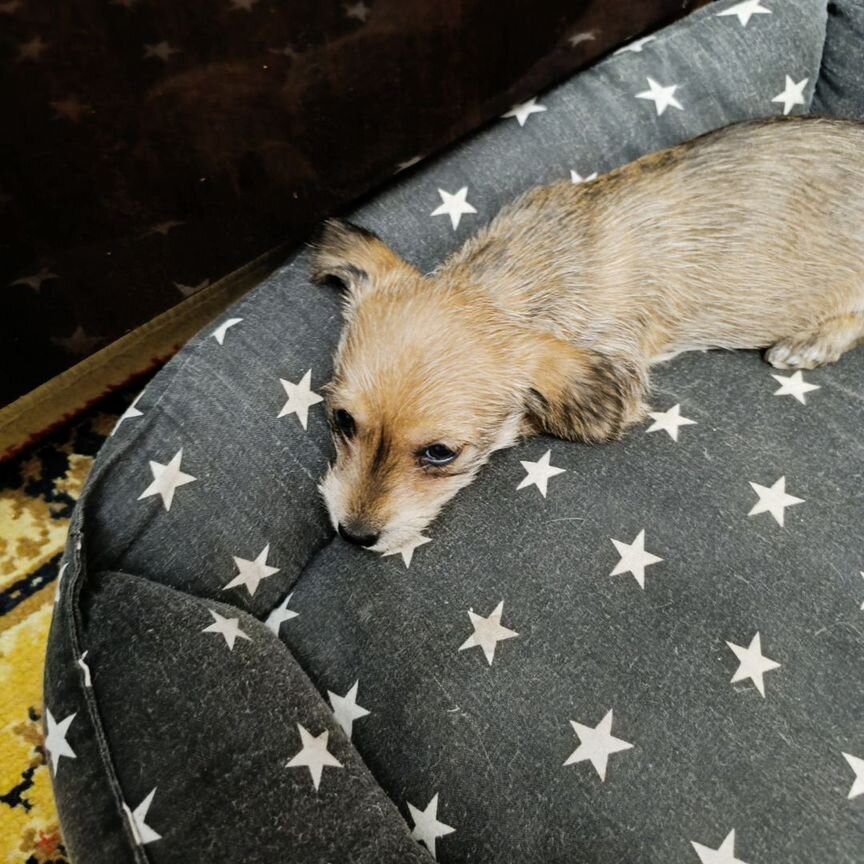 Отдам в добрые руки