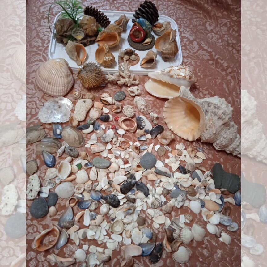 Морские ракушки