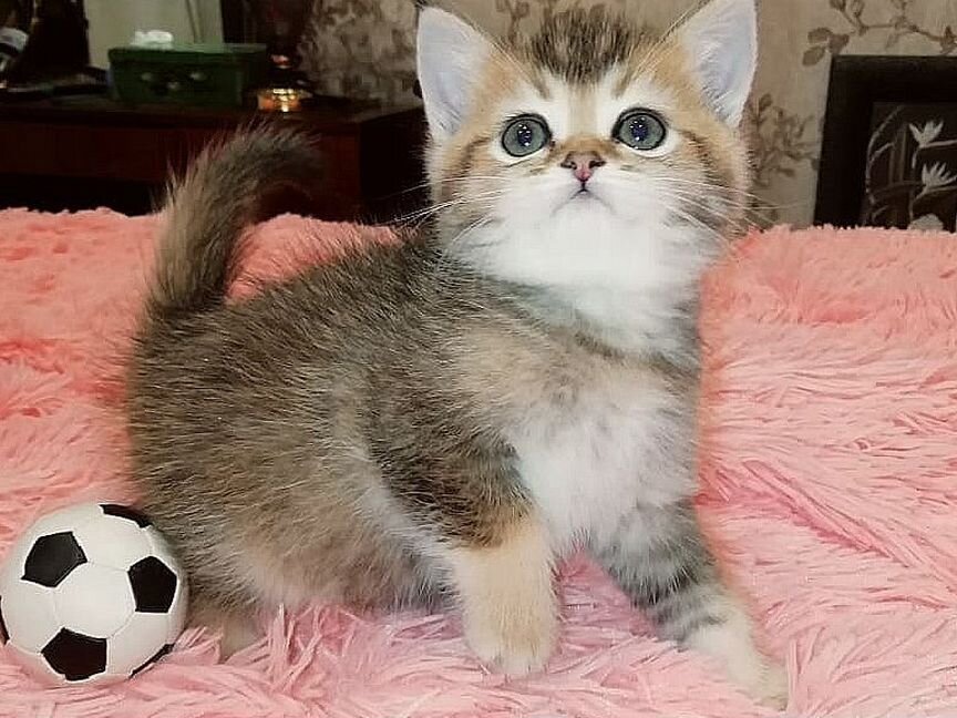Шотландские котята чёрное золото