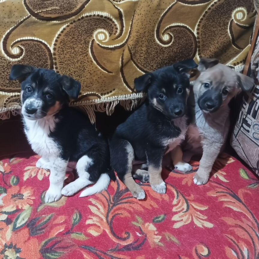 Немецкая овчарка, щенок