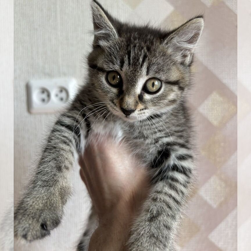 Сибирско-тайский котенок в добрые руки