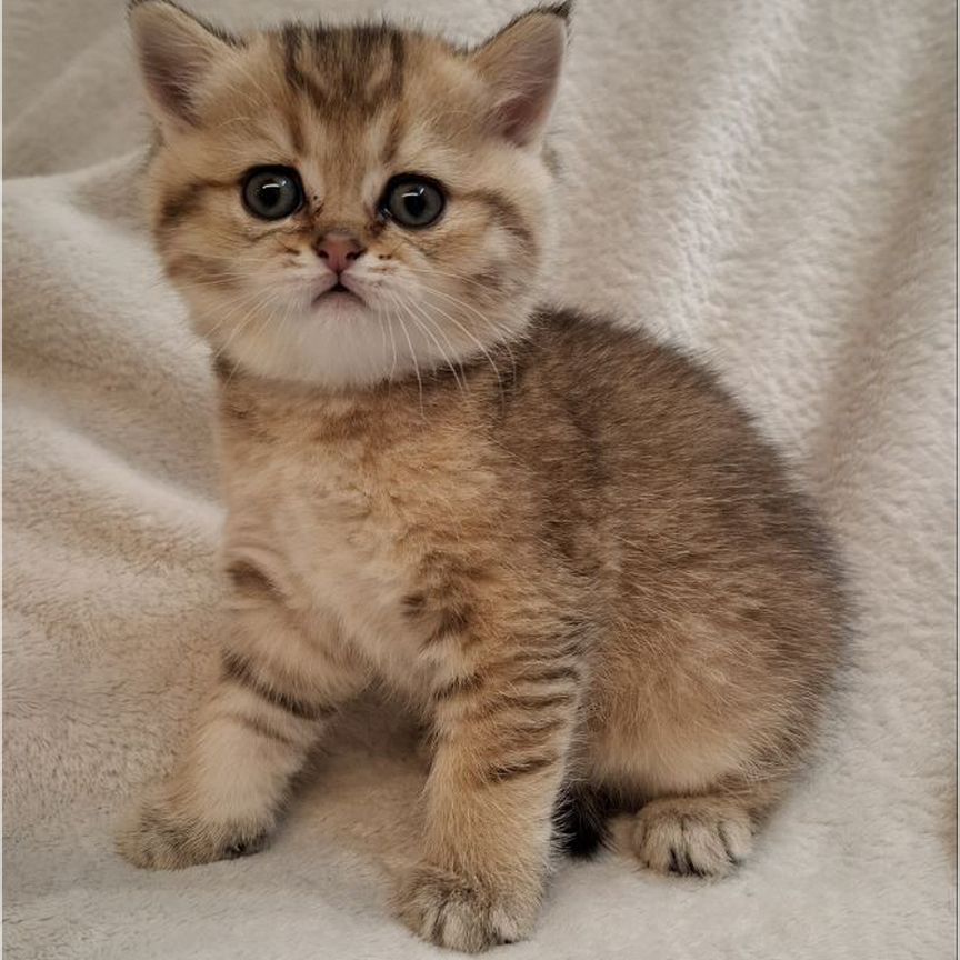 Шотландский прямоухий короткошёрстный котёнок
