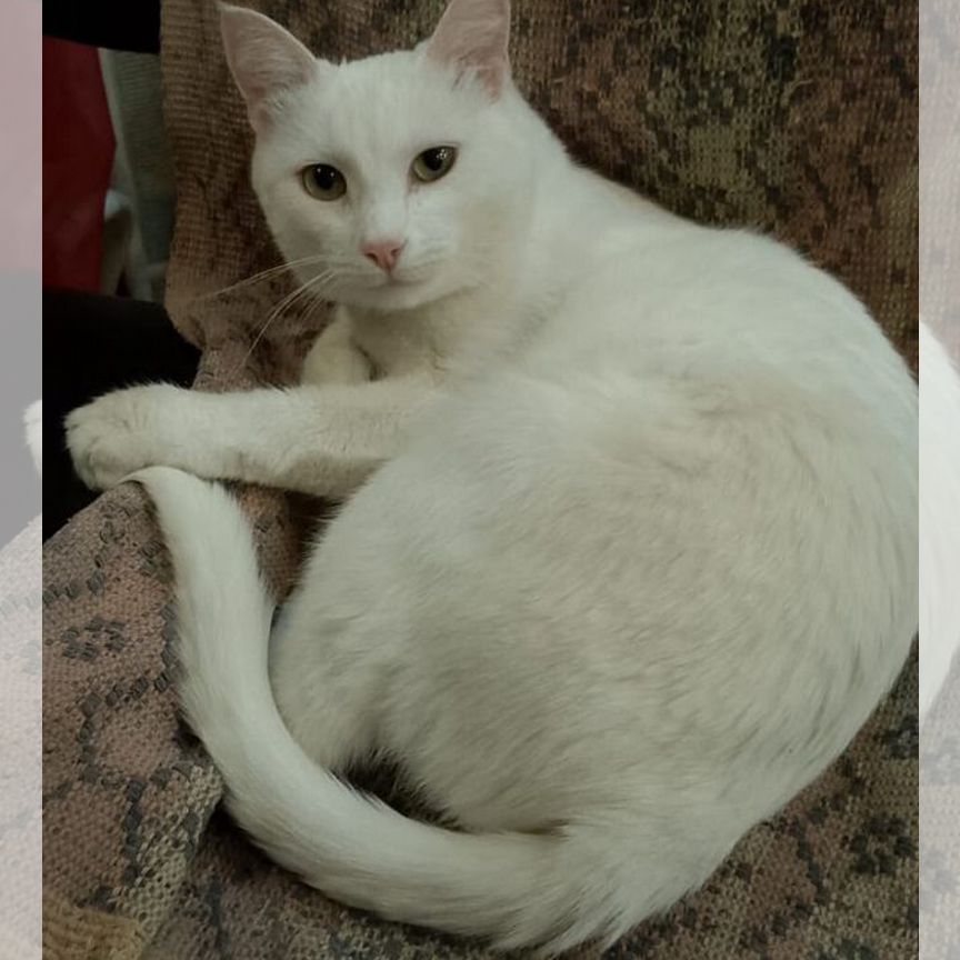 Отдам кота в добрые руки бесплатно