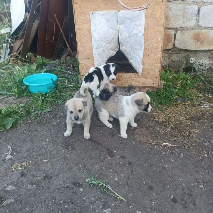 Собака в добрые руки щенок