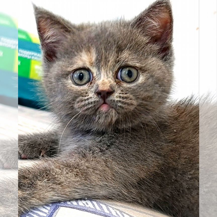 Шотландский прямоухий короткошёрстный котёнок