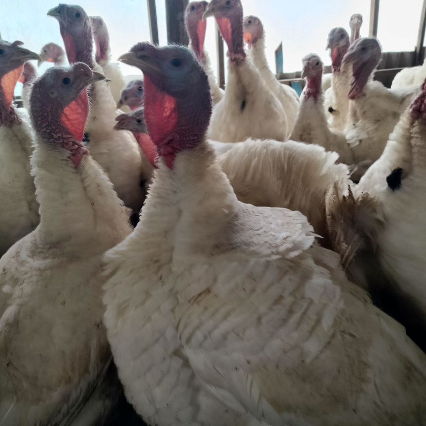 Индюки живым весом