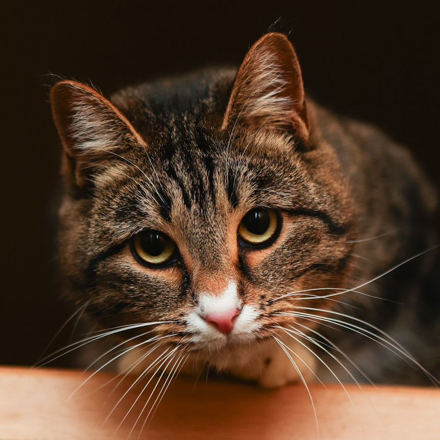 Кошка в добрые руки