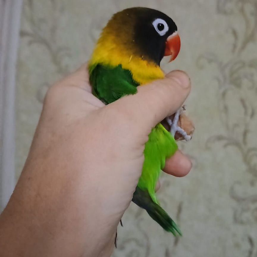 Попугай неразлучник