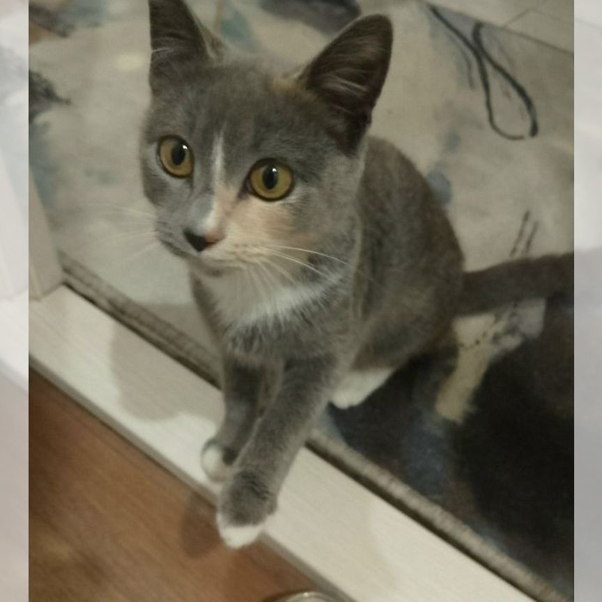 Котенок девочка в добрые руки