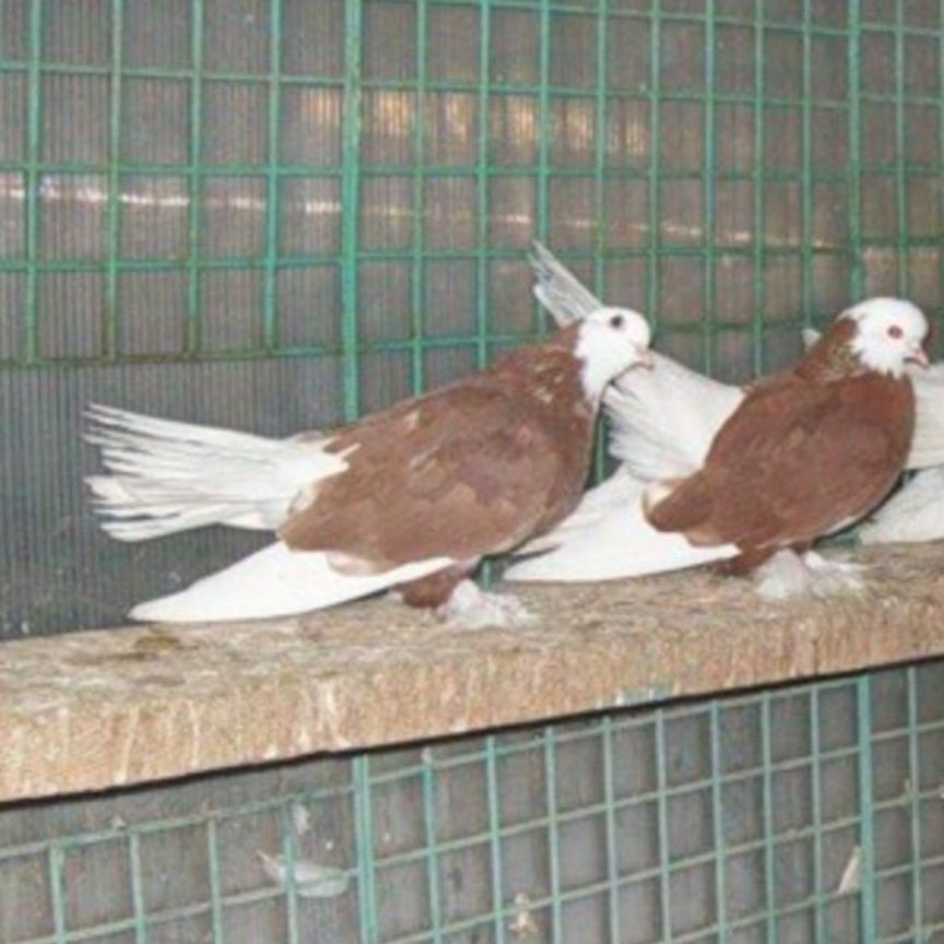 Голубь вольский турман