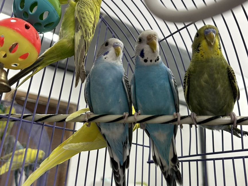 Волнистый попугай