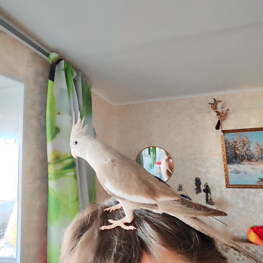 Попугай корелла