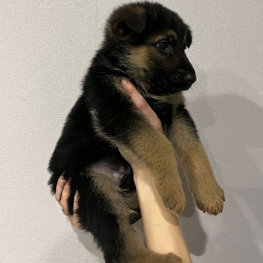 Немецкая овчарка, щенок