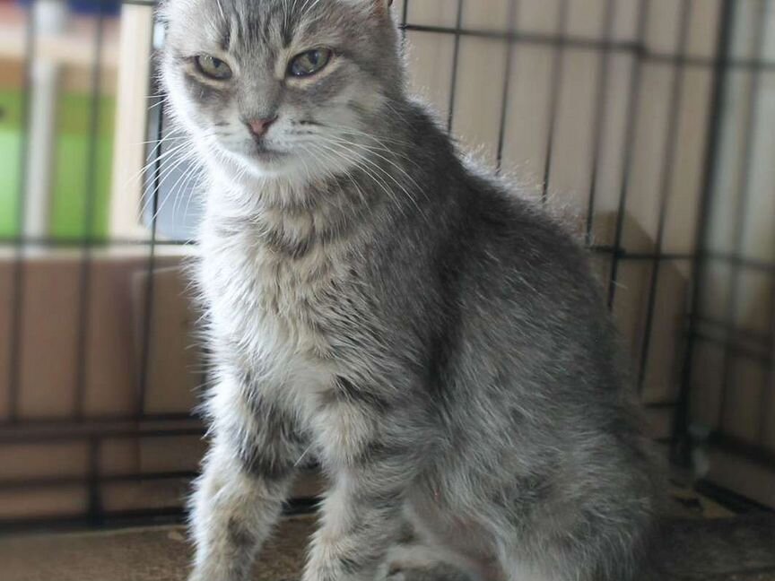 Серая кошечка Василиса