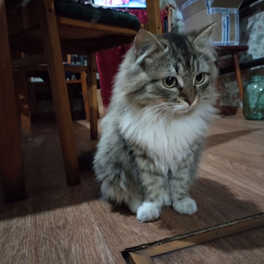 Котята в добрые руки бесплатно