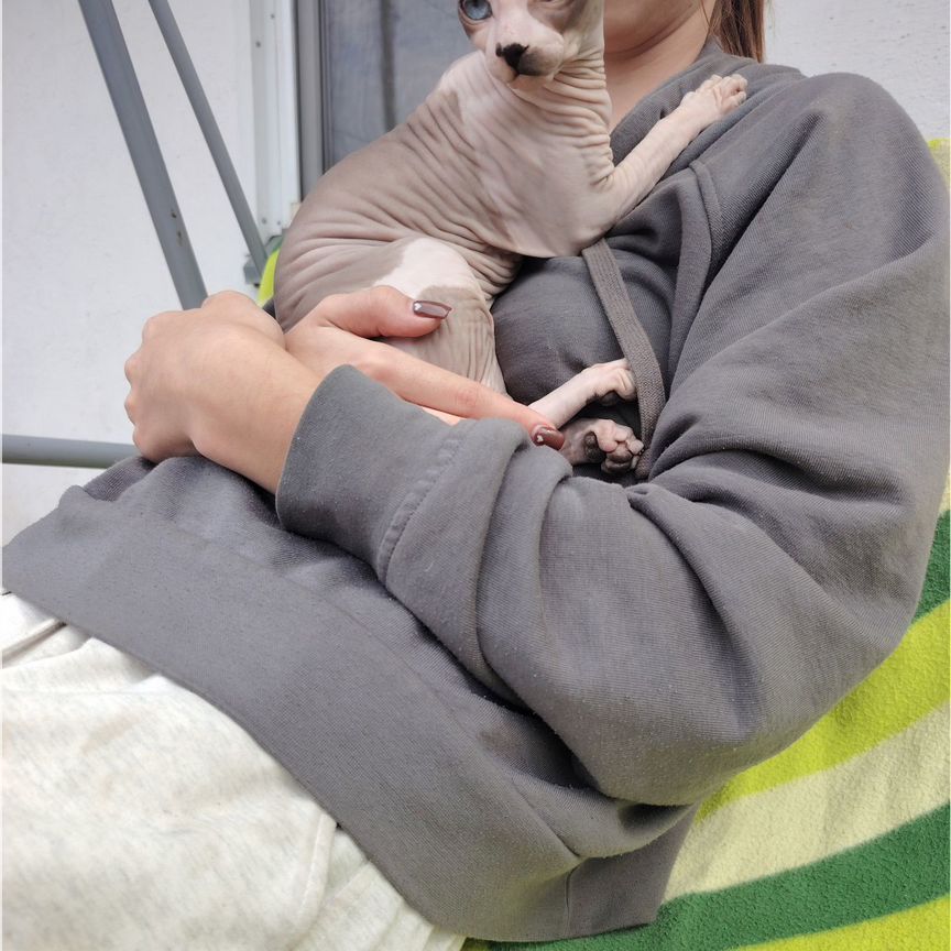 Отдам бесплатно кошечка сфинкс