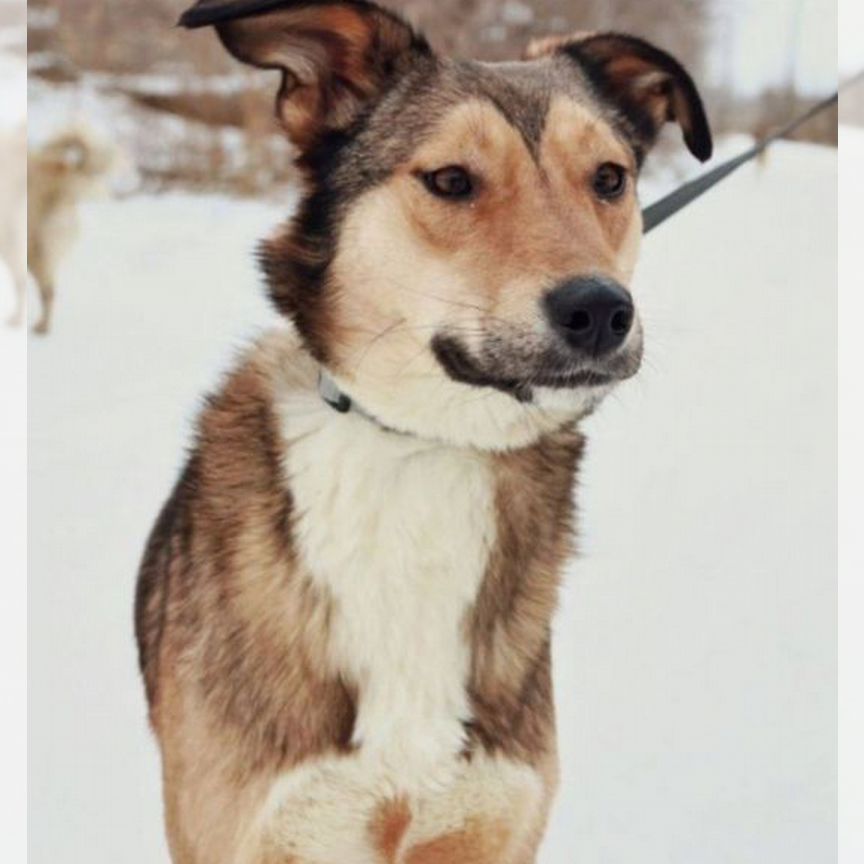 Взрослая собака в добрые руки