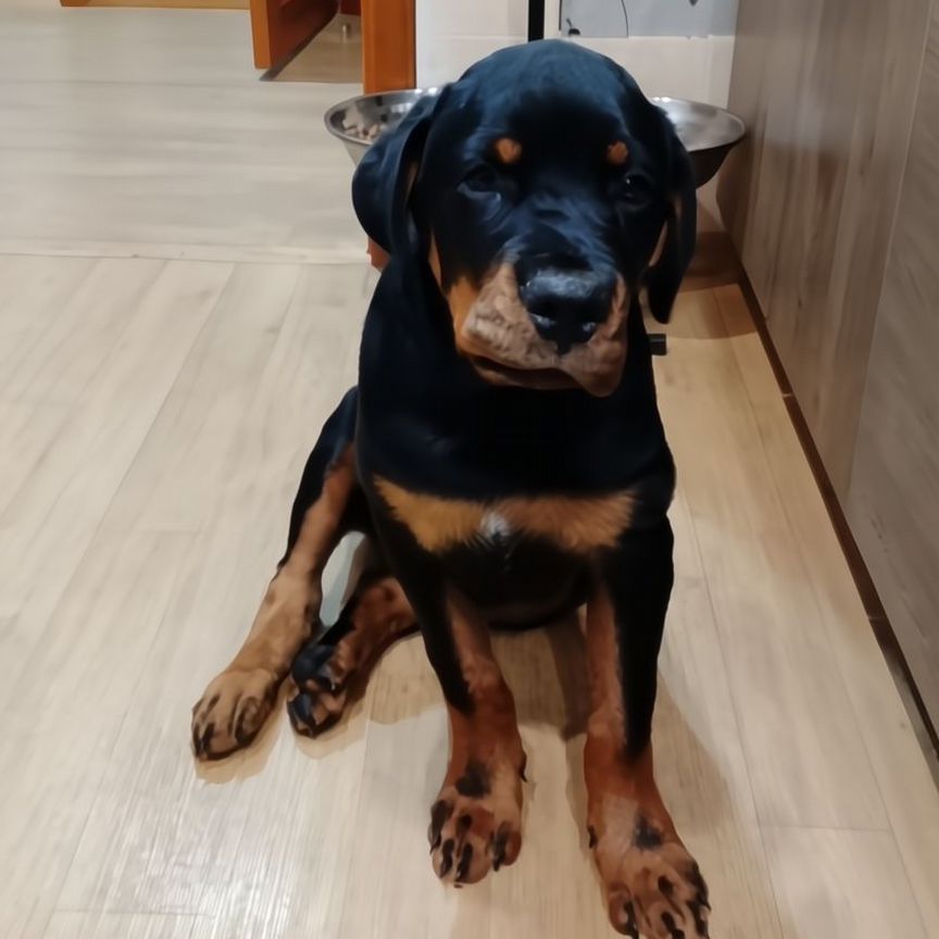 Ротвейлер, щенок