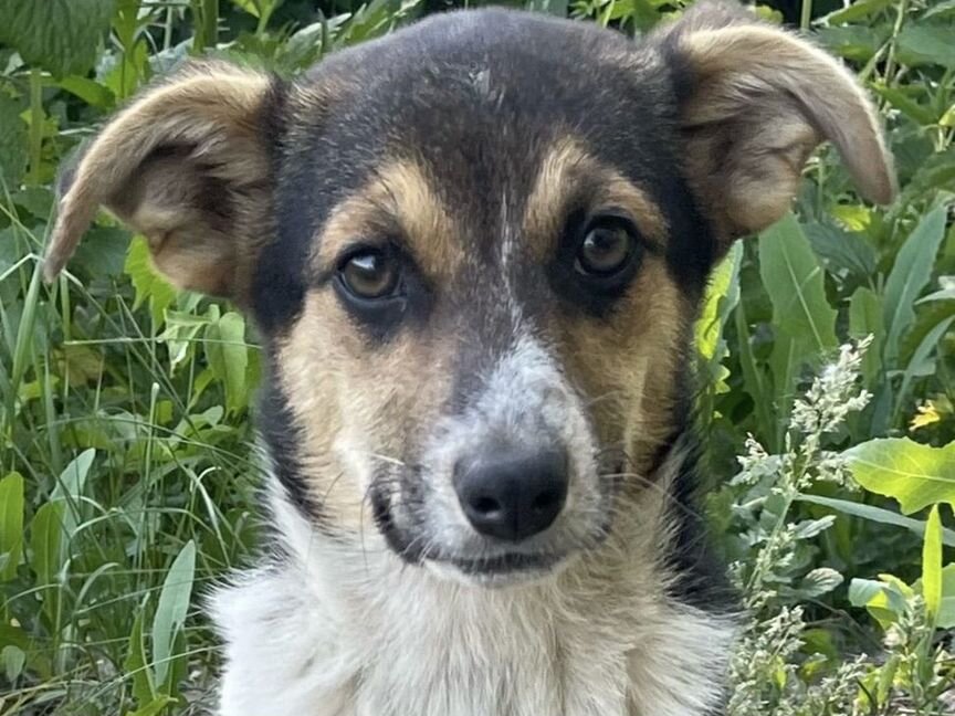 Майечка ищет дом