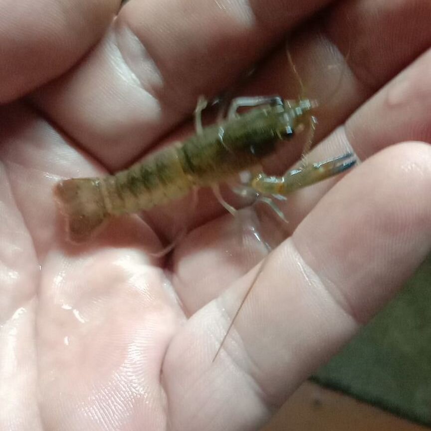 Раки красноклешные