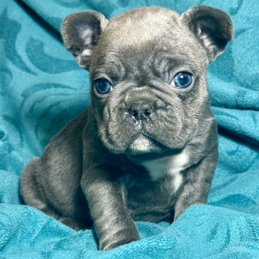 Французский бульдог, щенок