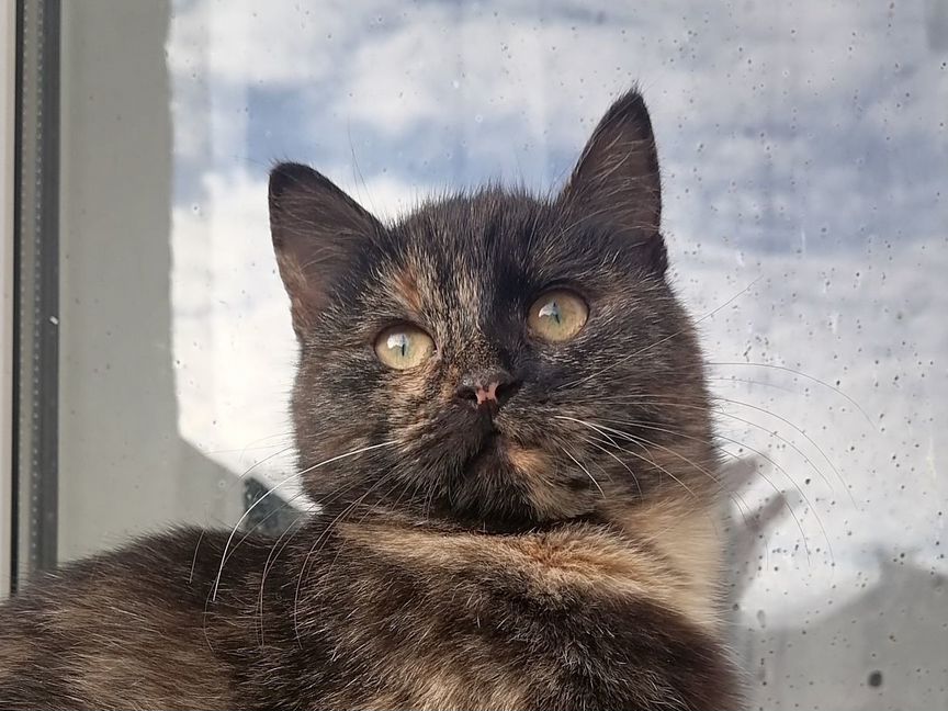 Пустите трехцветное счастье в дом