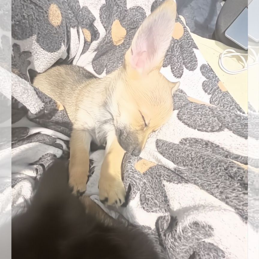 Русский той-терьер, щенок