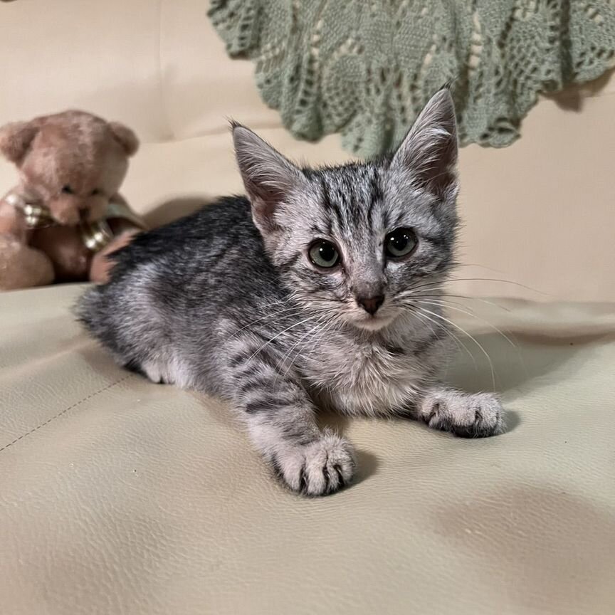 Котята, мальчики, 1,5 месяца