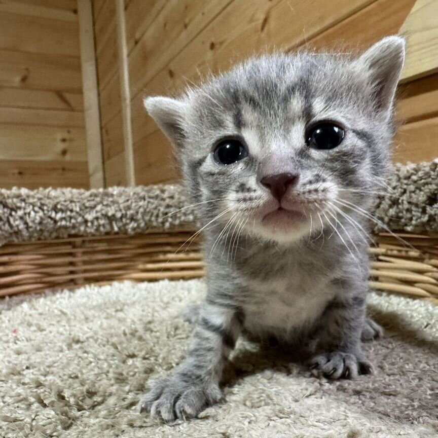 Котенок девочка в добрые руки